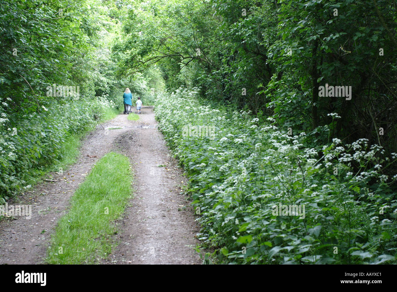 Leafy lane and footpath Stock Photo - Alamy