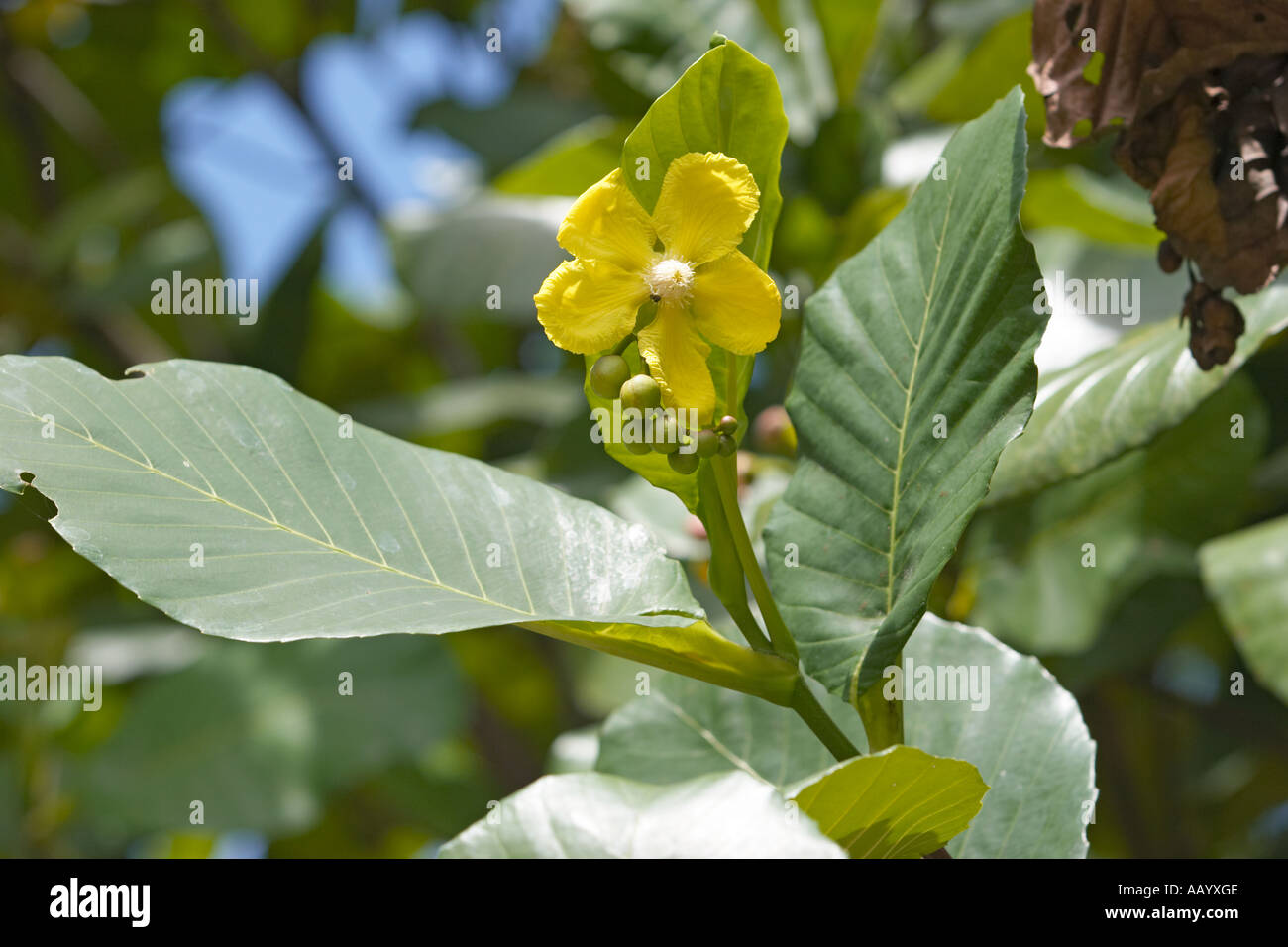 Close up of simpoh air (Dillenia suffruticosa) yellow flower and leaves ...
