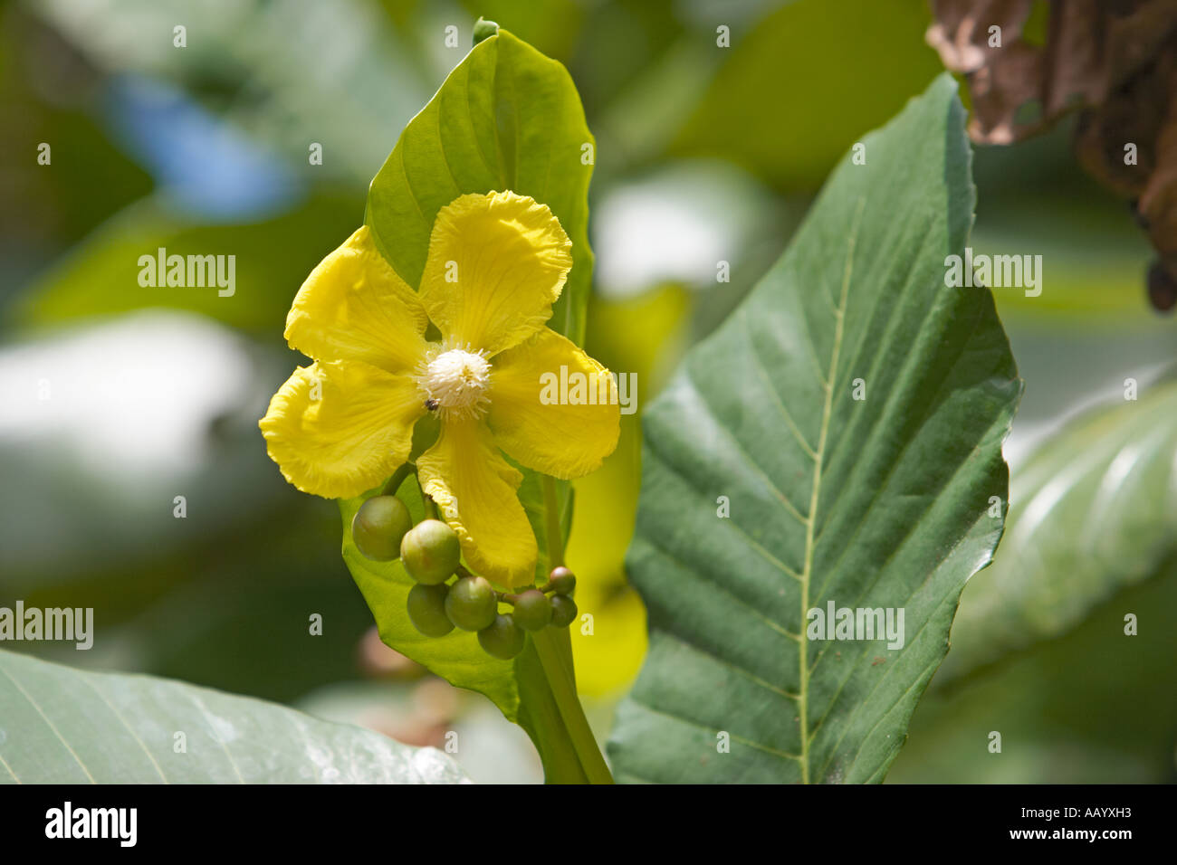 Close up of simpoh air (Dillenia suffruticosa) yellow flower and fruits ...