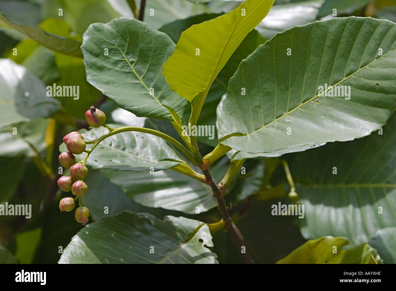Close up of fruits and leaves of a simpoh air (Dillenia suffruticosa ...