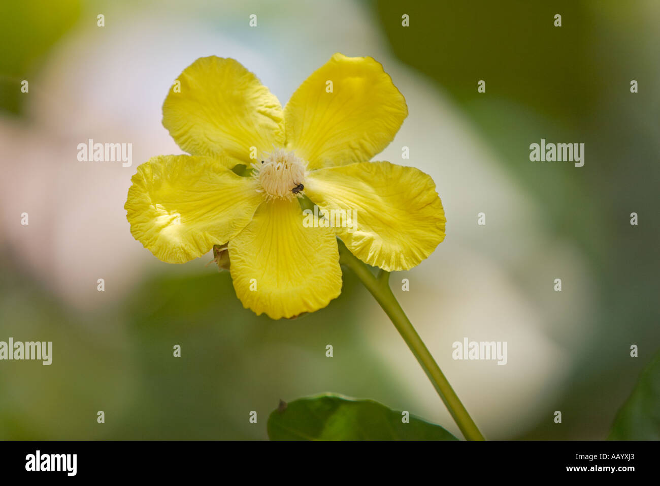 Close up of a simpoh air (Dillenia suffruticosa) yellow flower. Kuala ...