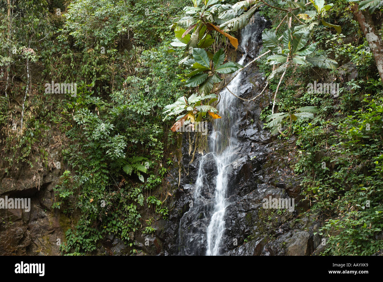 Durian Perangin waterfall. Langkawi island, Malaysia Stock Photo - Alamy