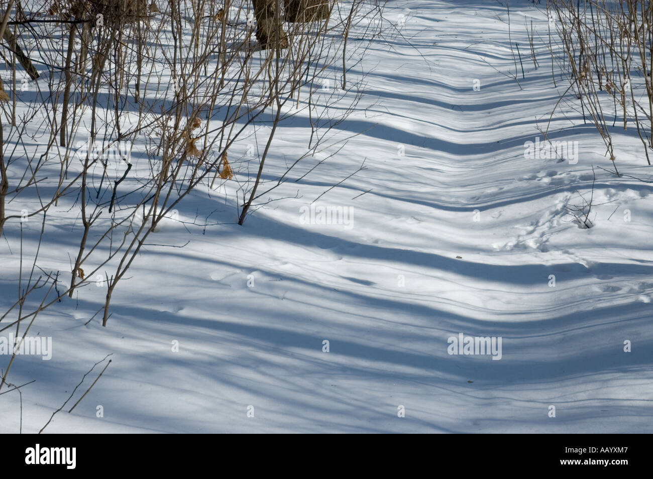 Long tree shadows on snow hi-res stock photography and images - Alamy