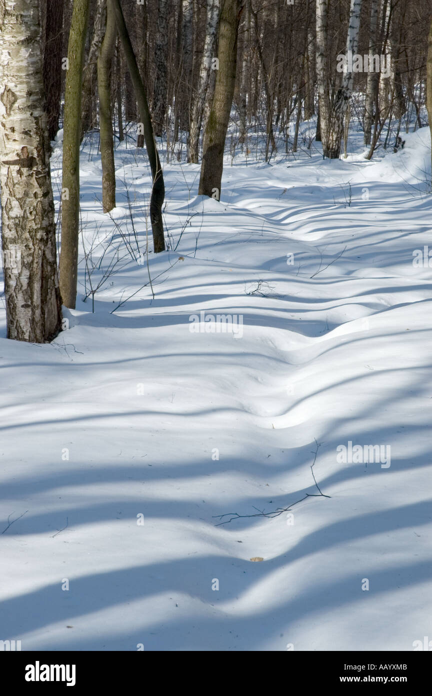 Long tree shadows on snow Stock Photo - Alamy