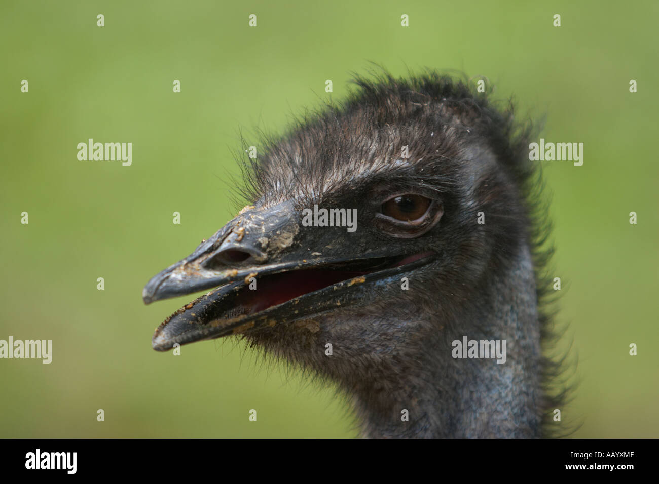 Close up emu bird hi-res stock photography and images - Alamy