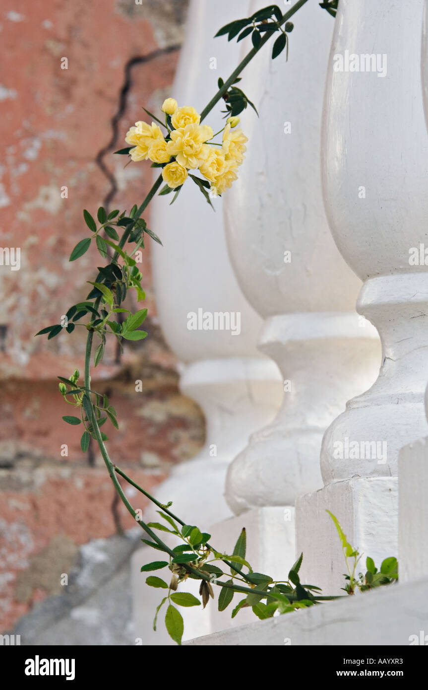 Yellow Flowers and White Columns Charleston South Carolina Stock Photo ...