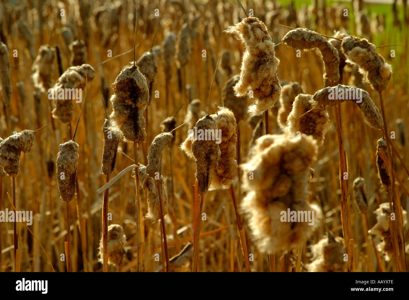 Saskatchewan native plants hi-res stock photography and images - Alamy