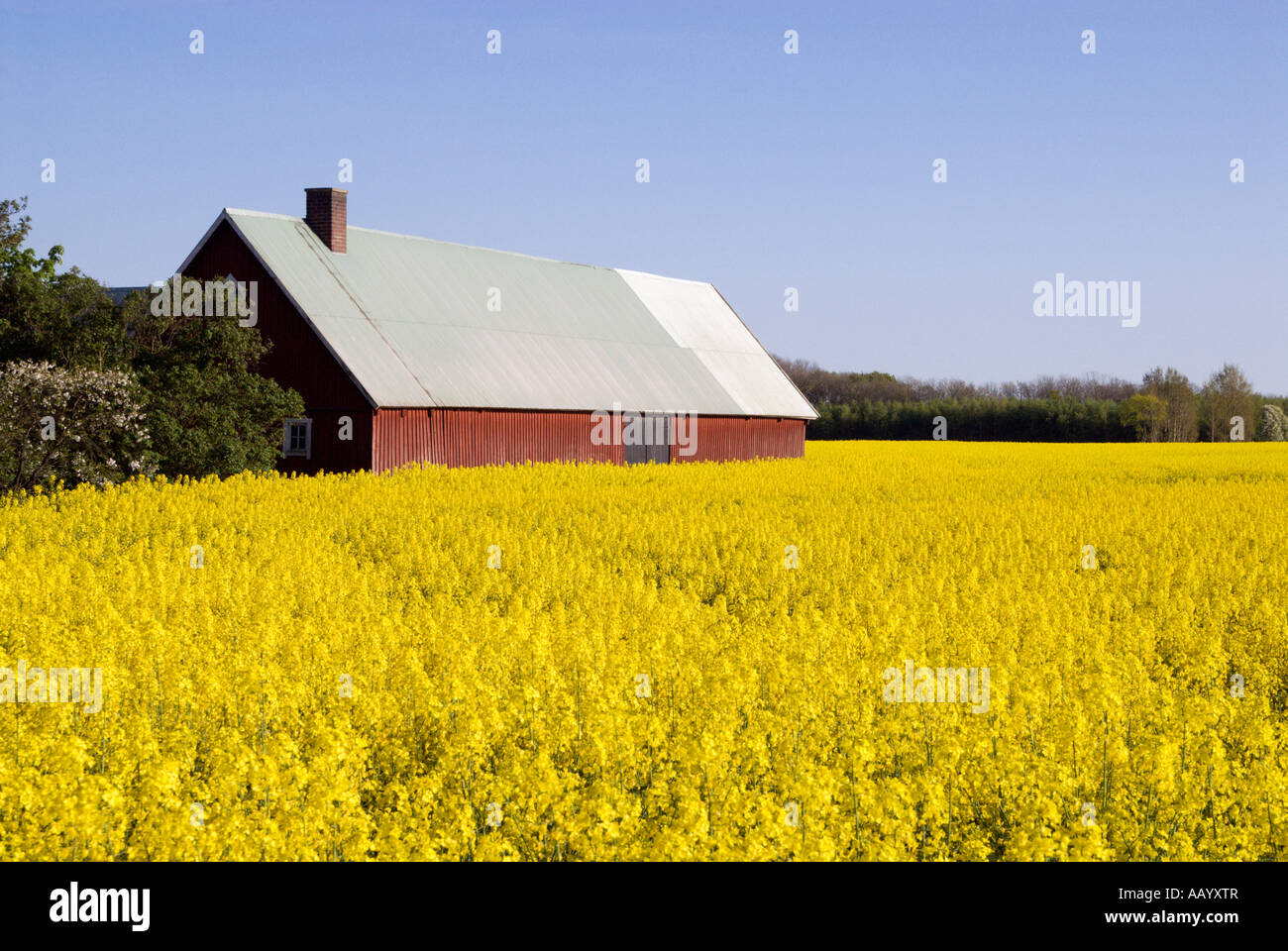 Sweden field house Stock Photo - Alamy