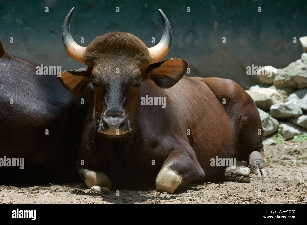 Gaur malaysia hi-res stock photography and images - Alamy