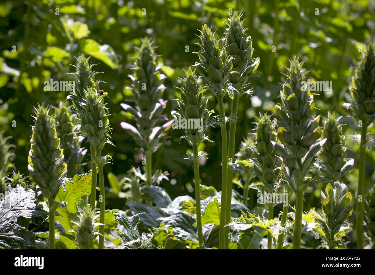 Bears Breeches Acanthus Mollis Chelsea Physic Garden London England UK ...