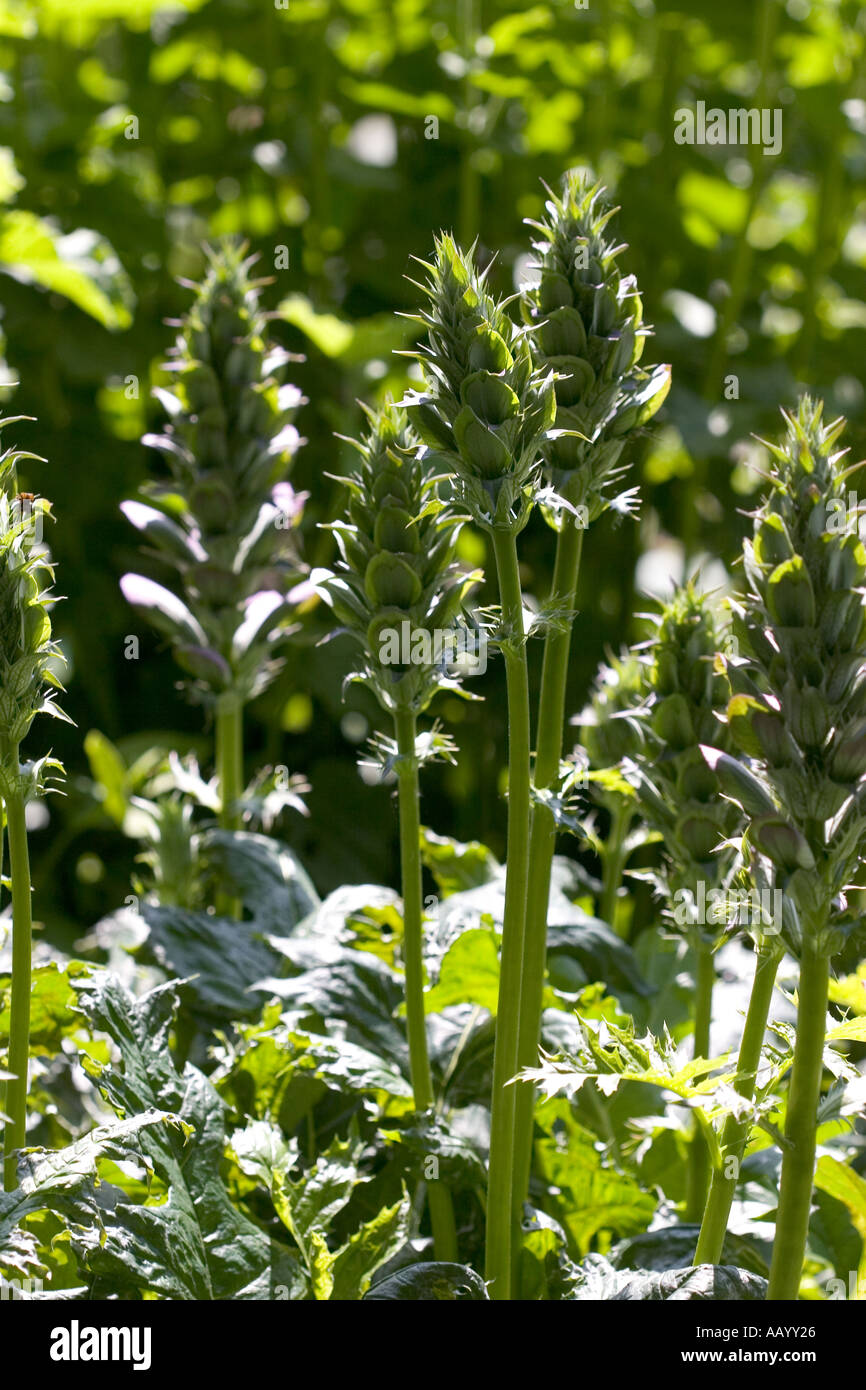 Bears Breeches Acanthus Mollis Chelsea Physic Garden London England UK ...