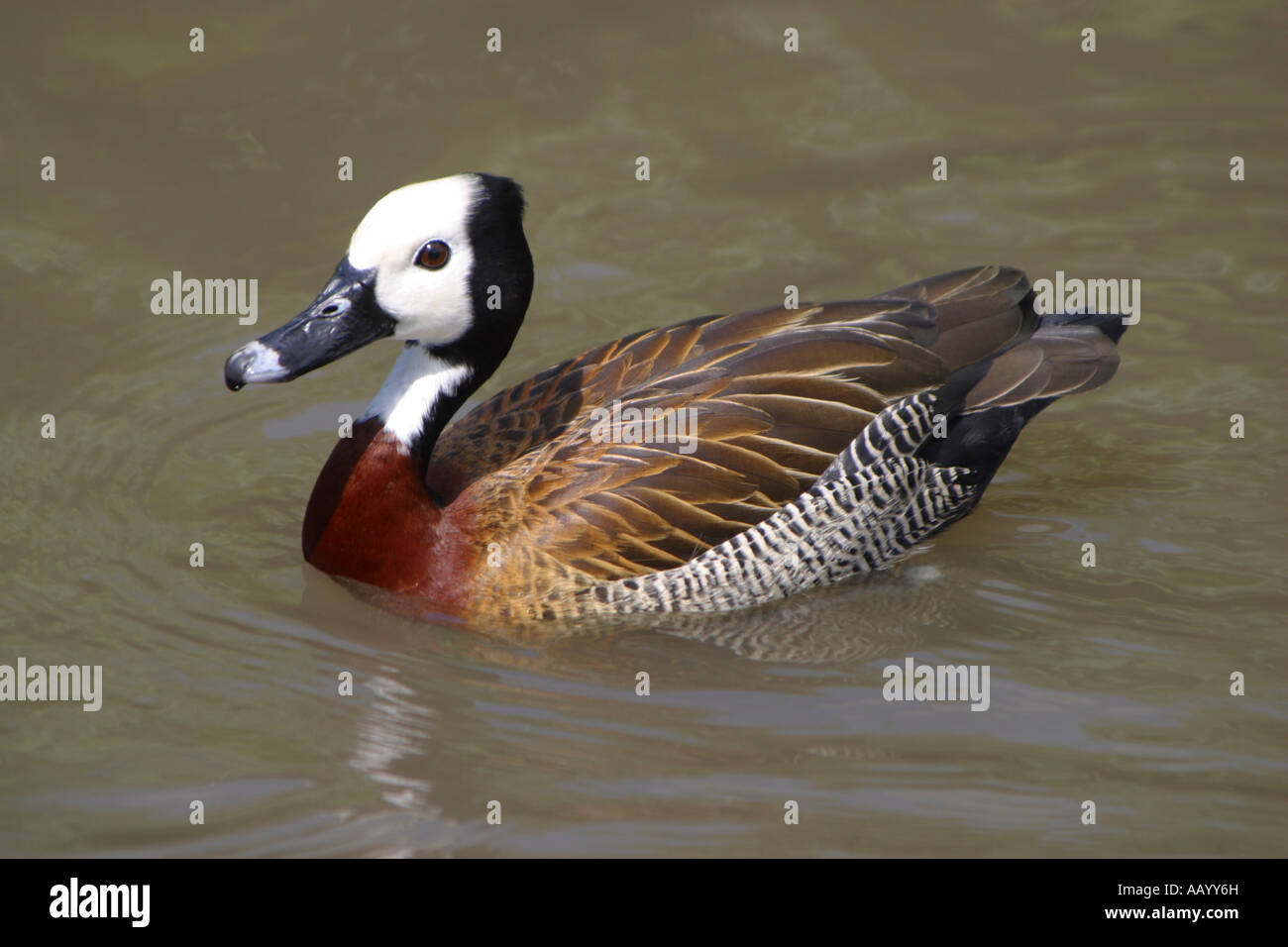 White faced whistling duck Stock Photo - Alamy