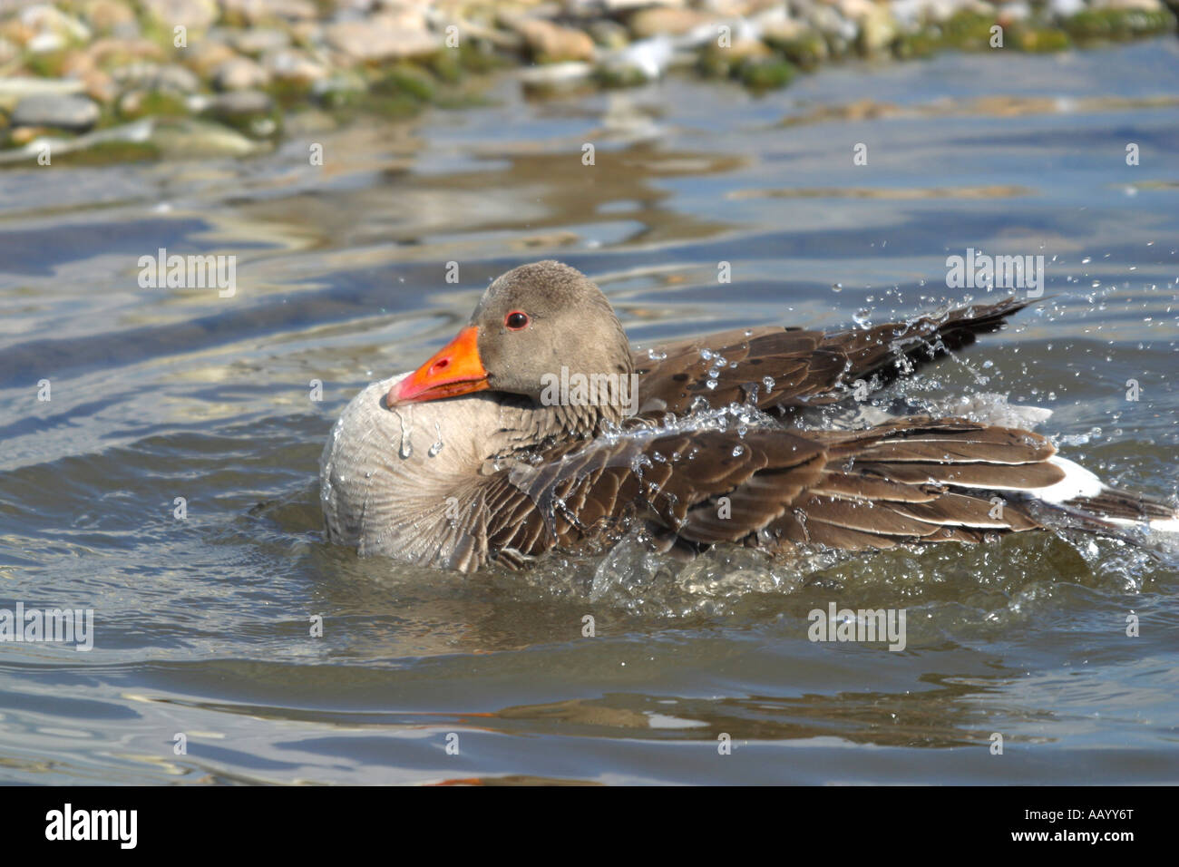 Goose washing hi-res stock photography and images - Alamy
