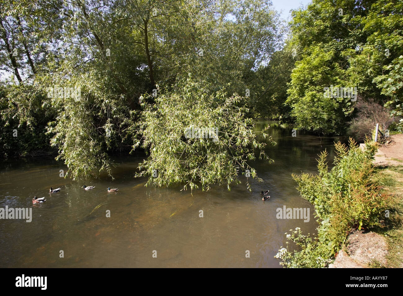 River Mole Cobham Surrey UK Stock Photo - Alamy