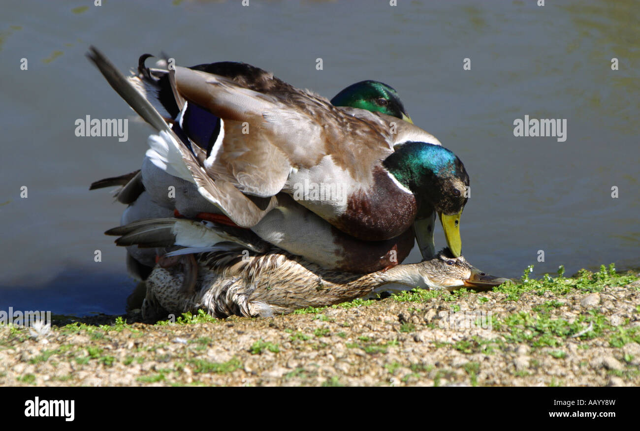 Three male mallards attempting to mate with one female Stock Photo - Alamy
