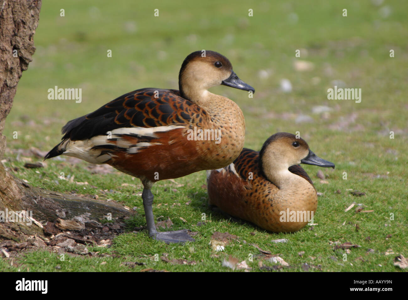 East Indian Wandering Whistling Duck Stock Photo - Alamy