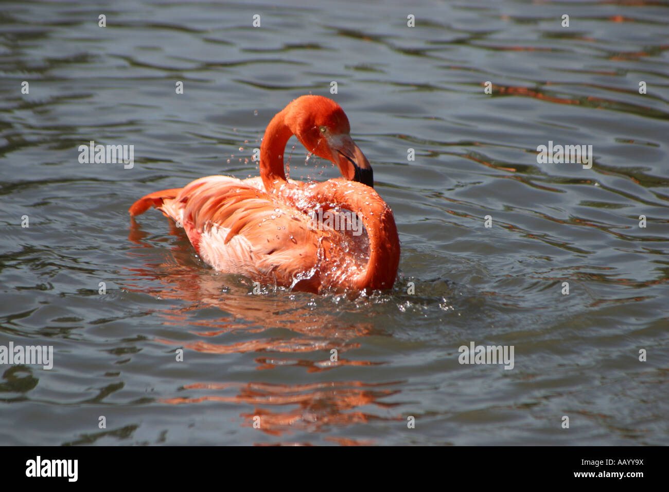Flamingo Wash High Resolution Stock Photography and Images - Alamy