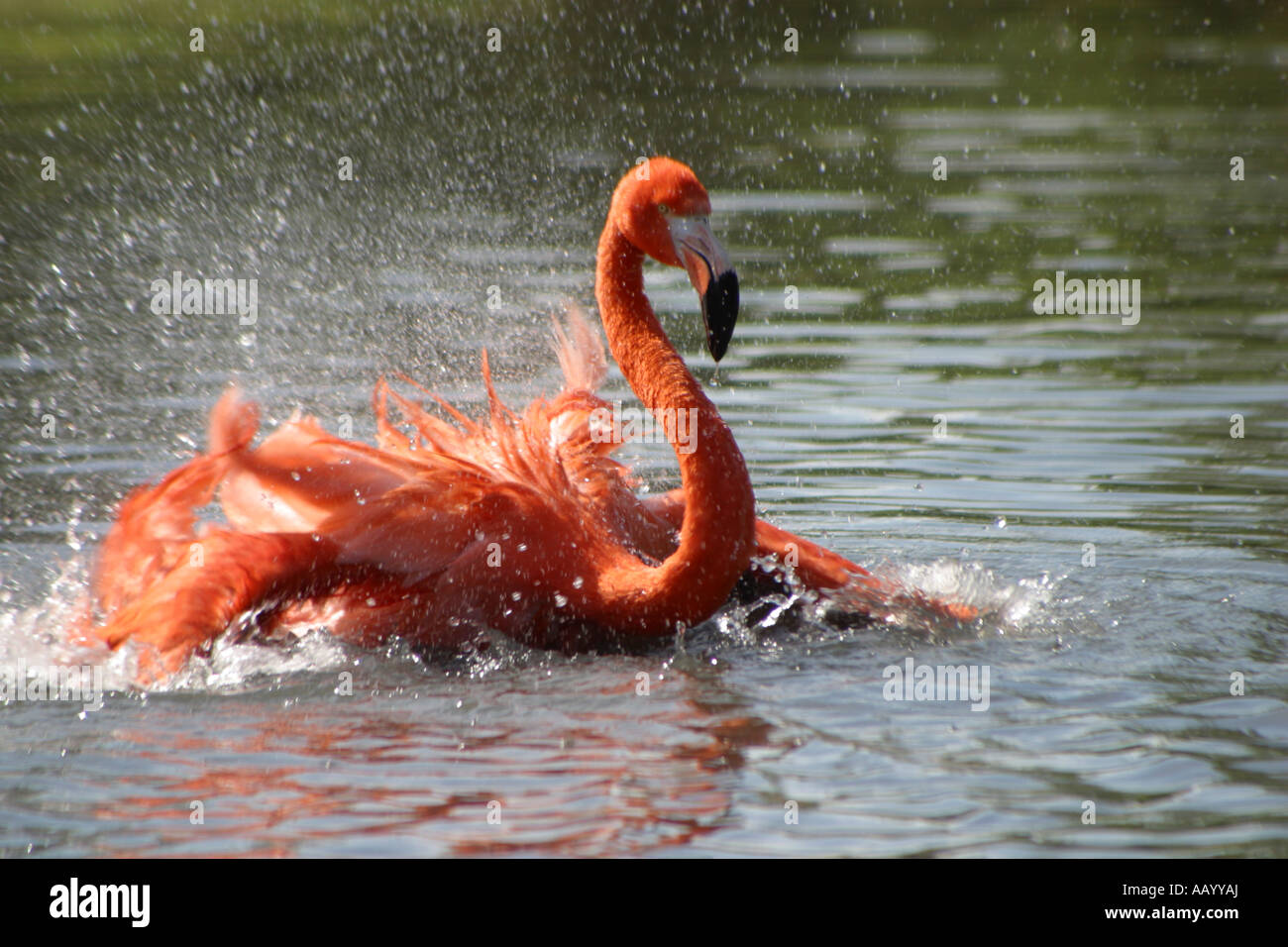 Caribbean flamingo washing Stock Photo - Alamy