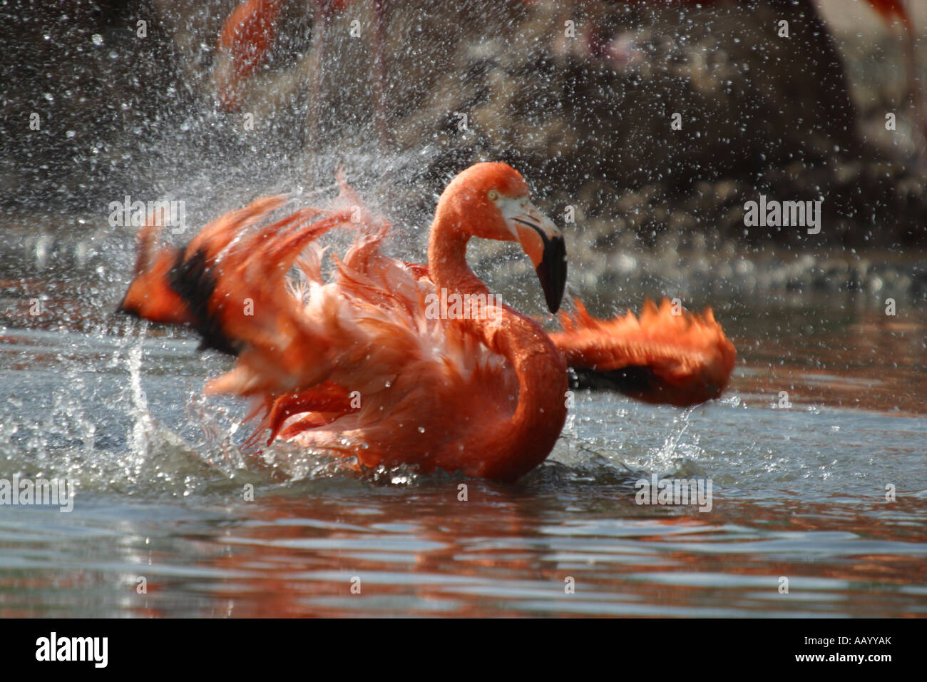 Caribbean flamingo washing Stock Photo - Alamy