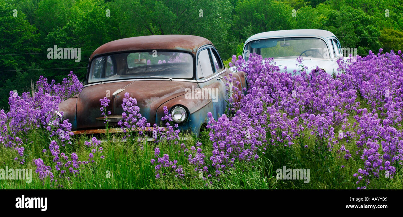 Two old antique cars with flowers growing around them Stock Photo - Alamy