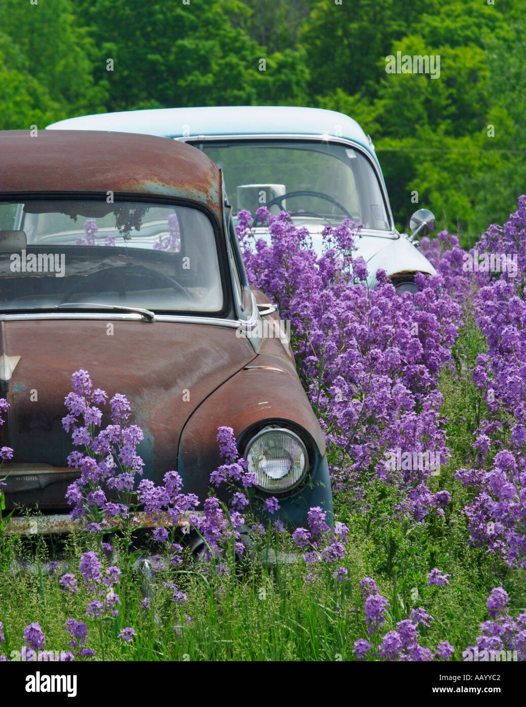 Two old antique cars with flowers growing around them Stock Photo - Alamy