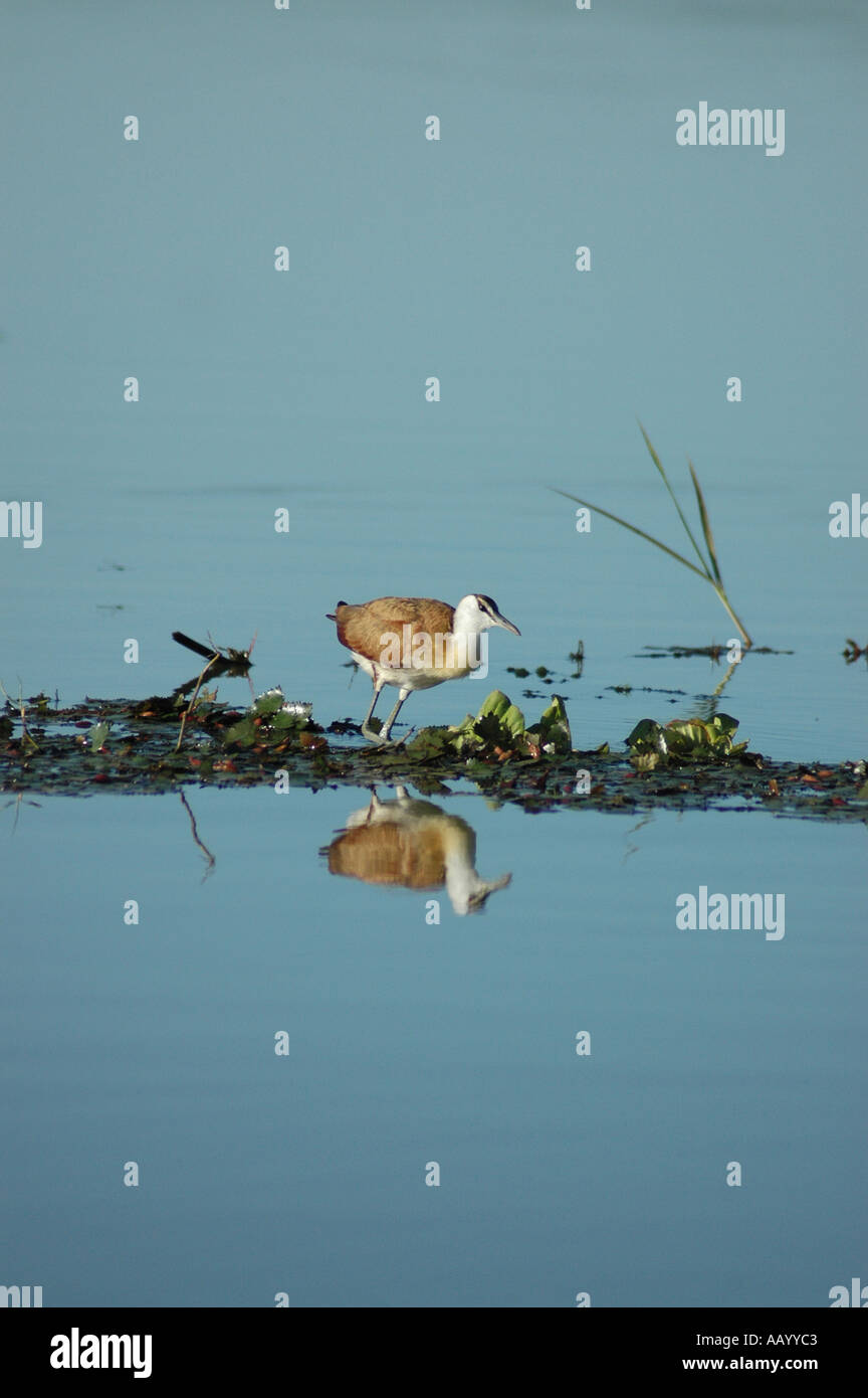 Jesus bird hi-res stock photography and images - Alamy