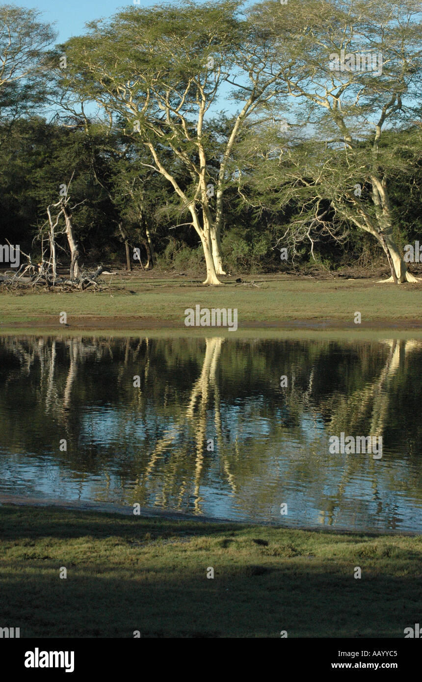 Fever Trees and Sycamores at Ndumu South Africa Stock Photo - Alamy