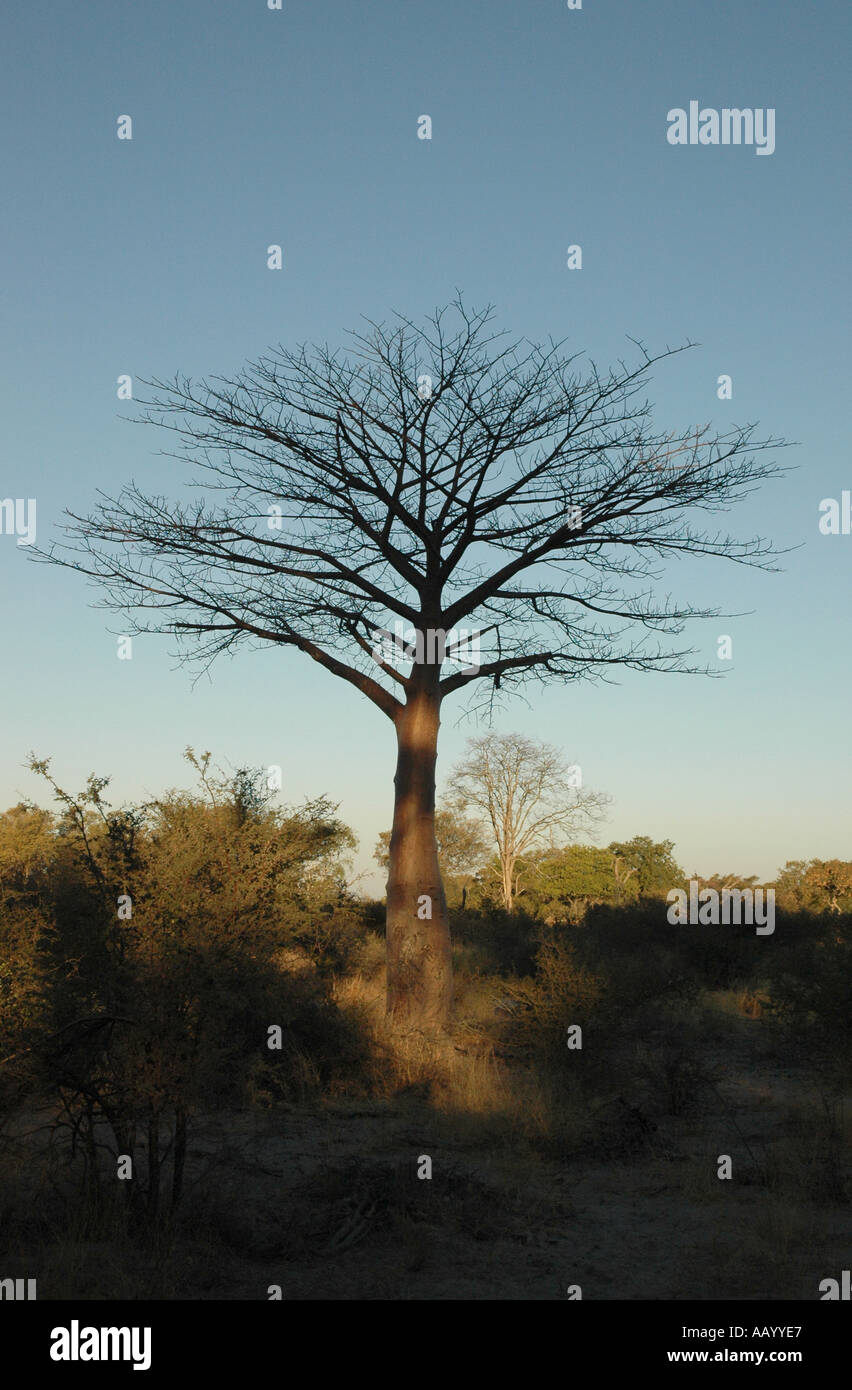 Baobab Tree at Tubu Tree in Jao Reserve Okavango Delta Botswana Stock ...
