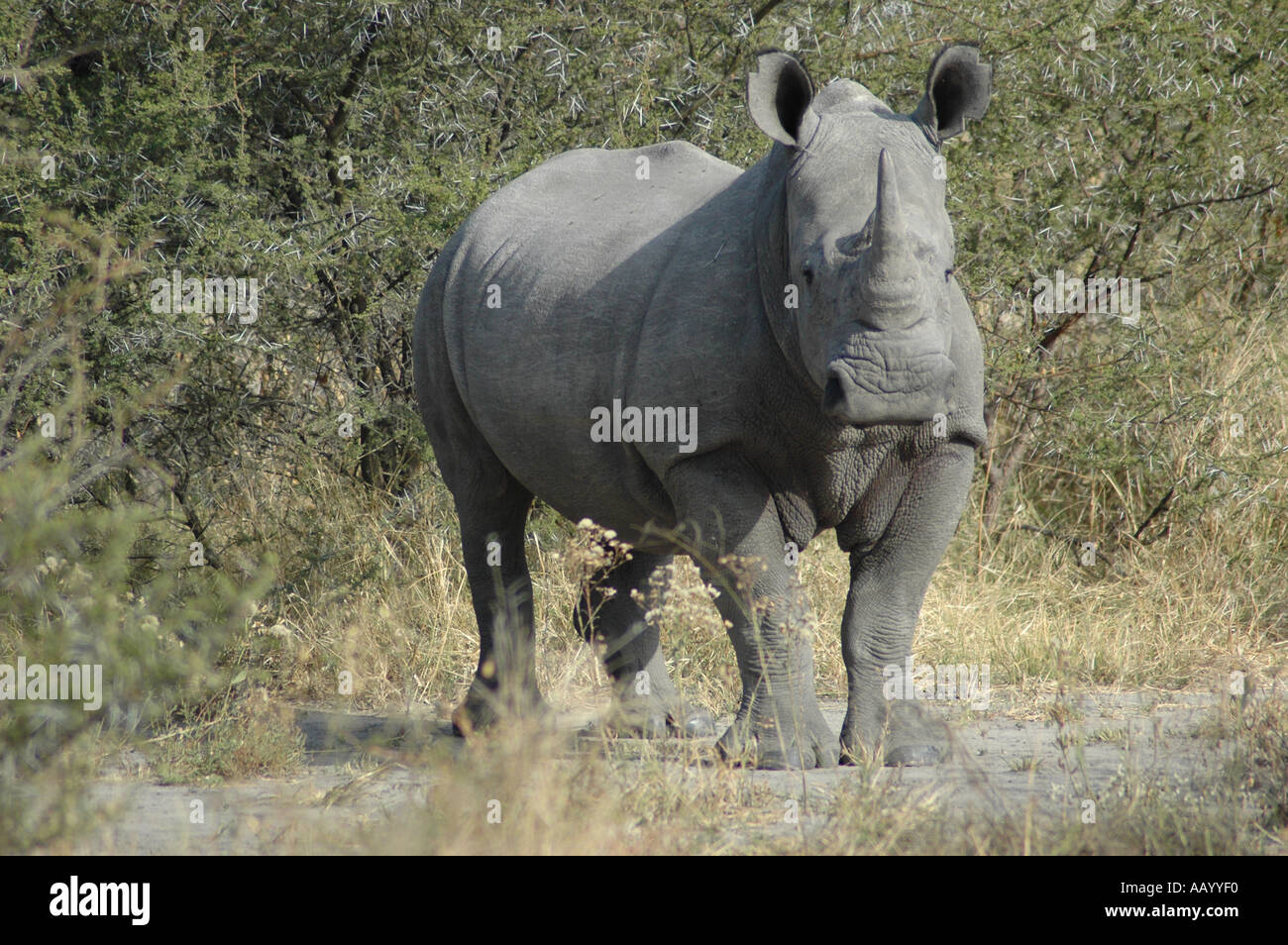 White Rhino in Moremi Game Reserve Okavango Delta Botswana Stock Photo ...