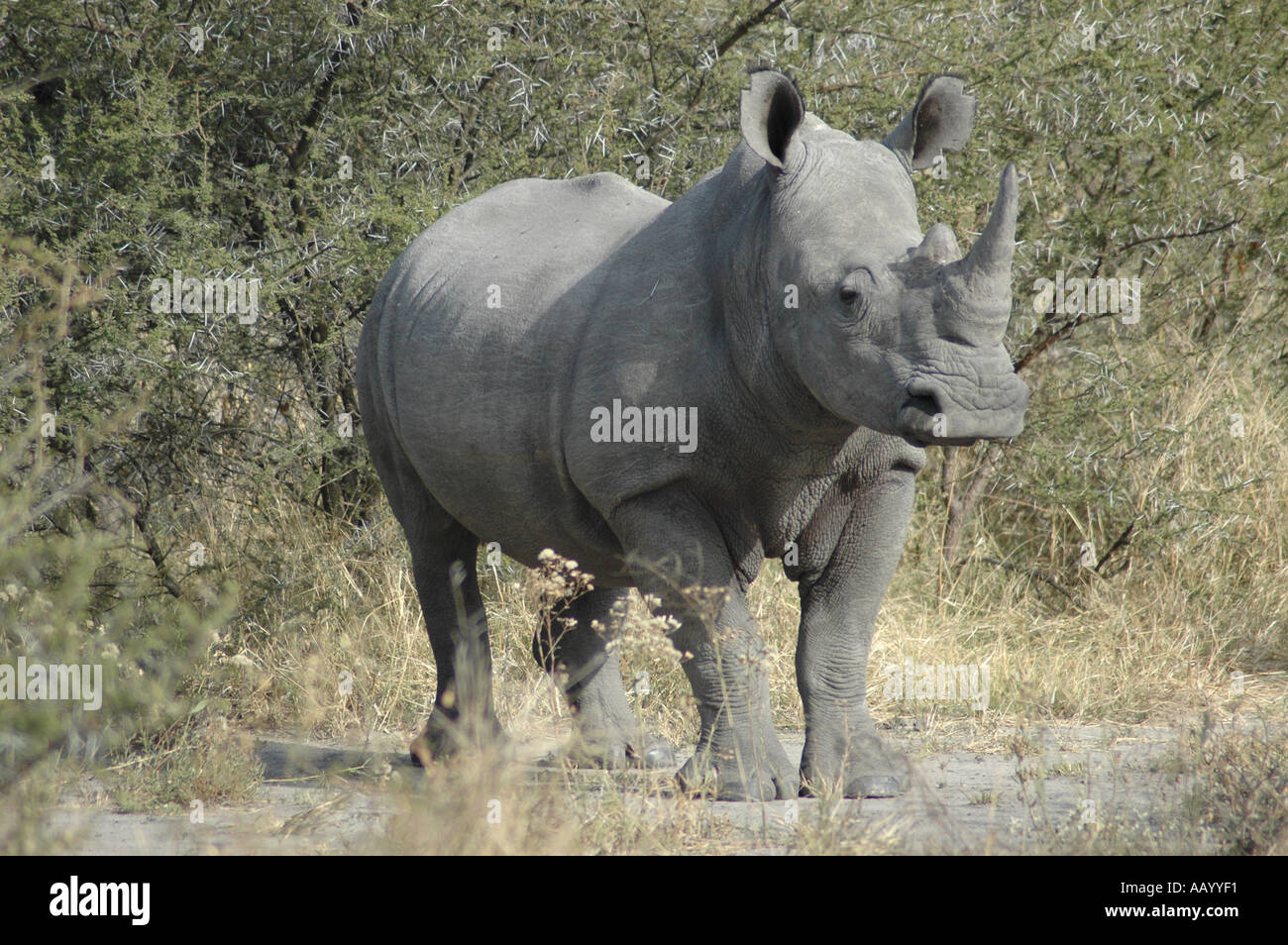 White Rhino in Moremi Game Reserve Okavango Delta Botswana Stock Photo ...