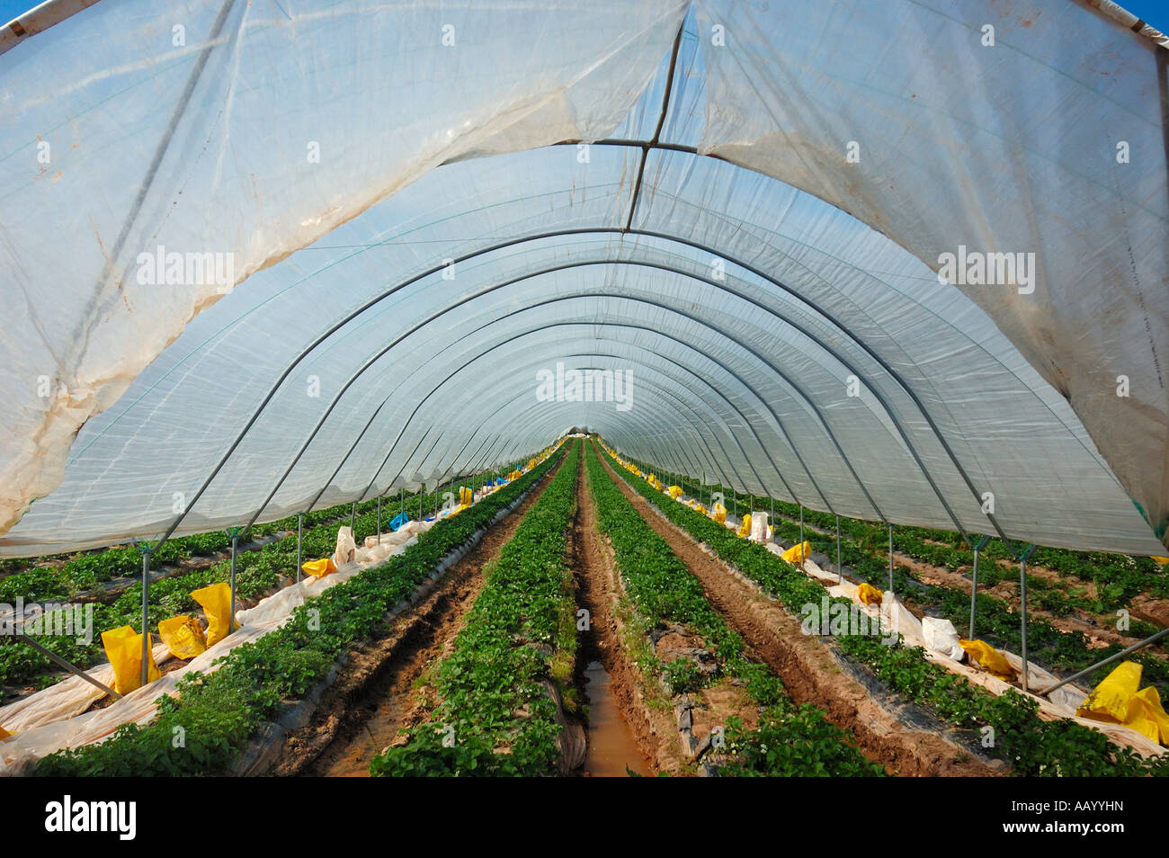 Tunnel grown strawberries hi-res stock photography and images - Alamy