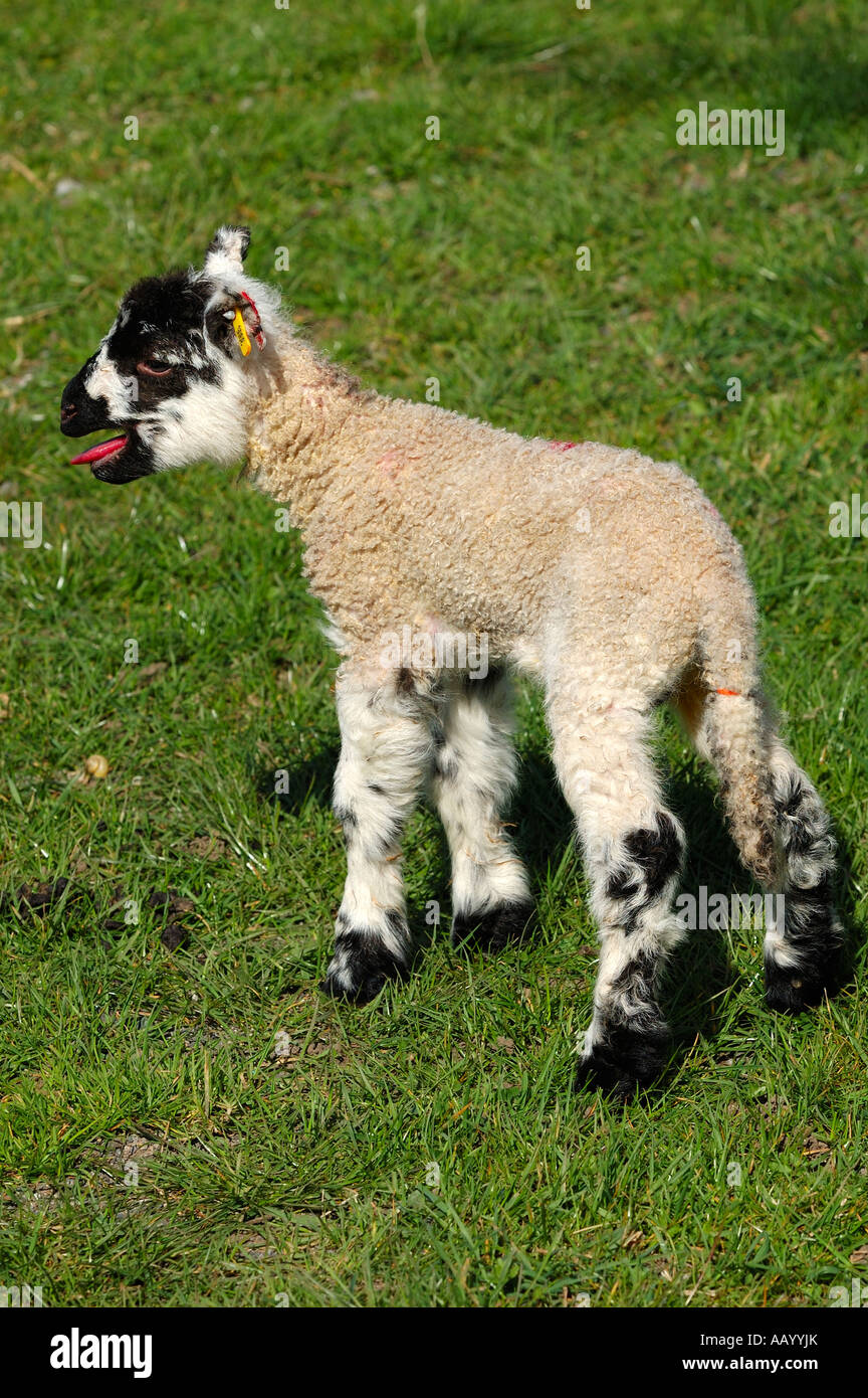 Crying lamb sheep hi-res stock photography and images - Alamy