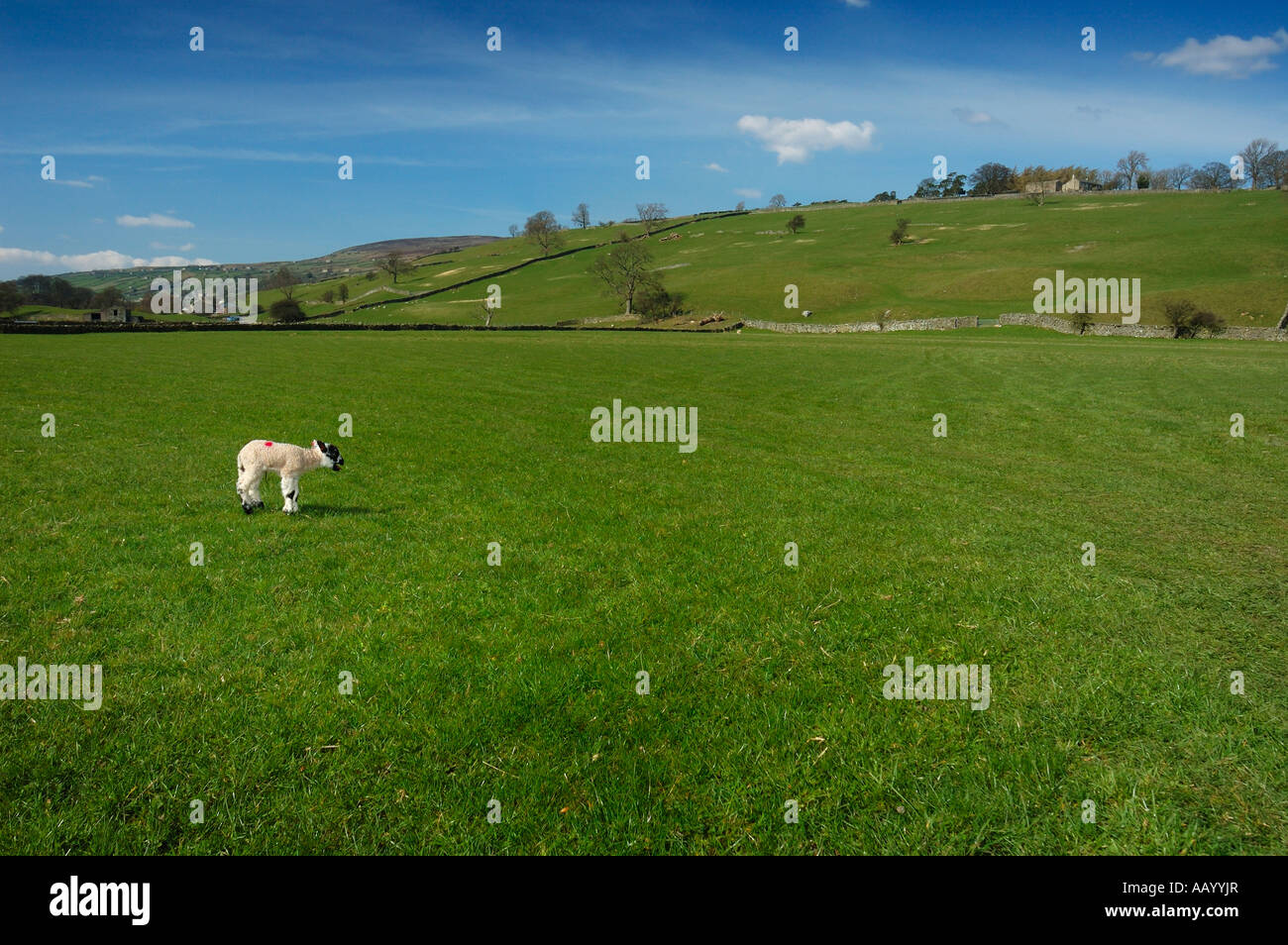 Crying lamb sheep hi-res stock photography and images - Alamy
