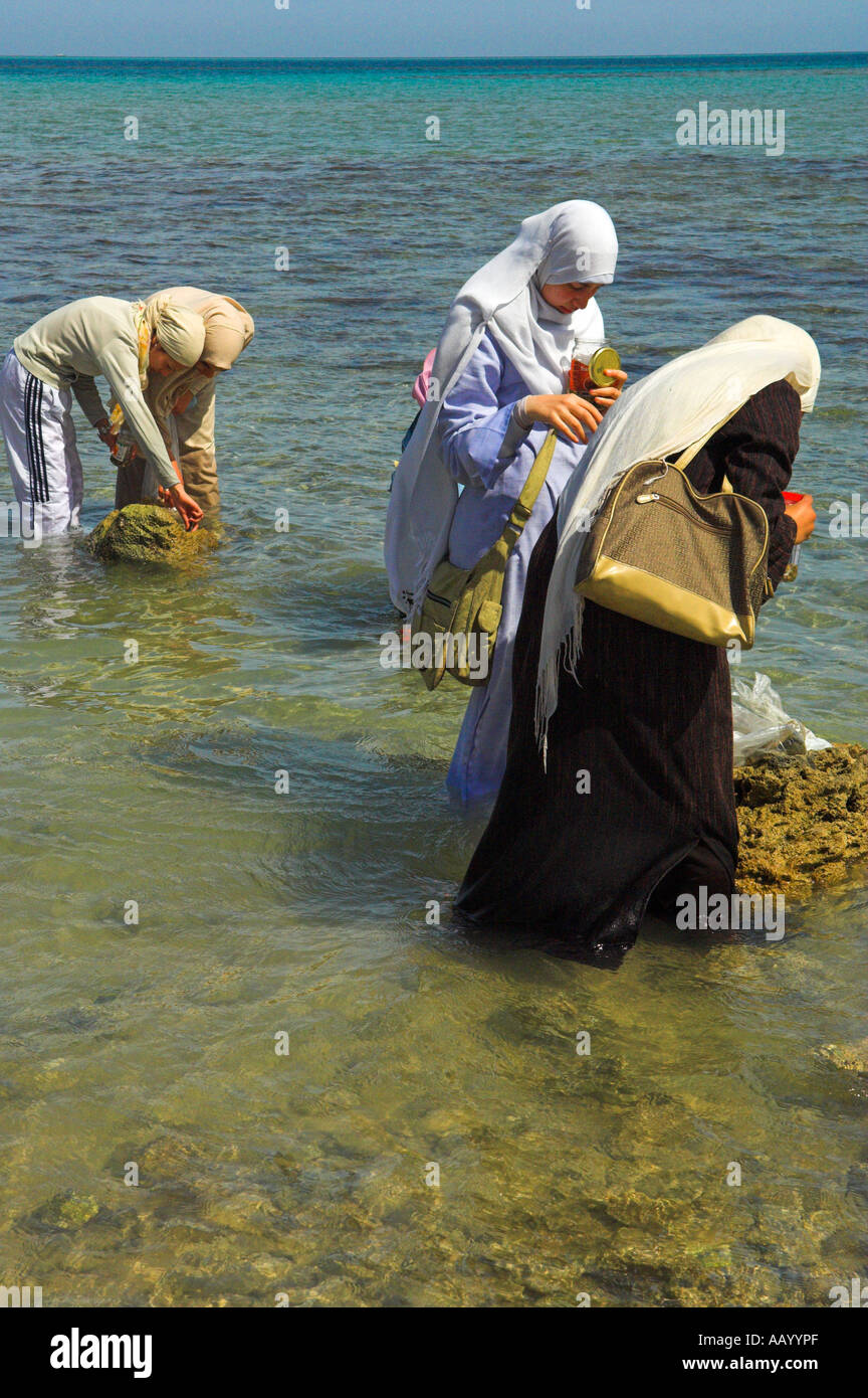 Marine muslim women egypt study biology hi-res stock photography and ...