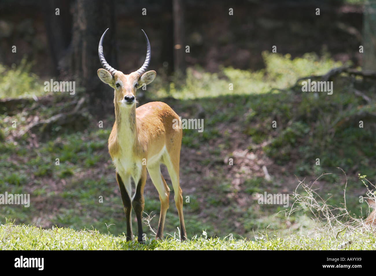 A red lechwe, or southern lechwe (Kobus leche) in Kuala Lumpur Zoo ...