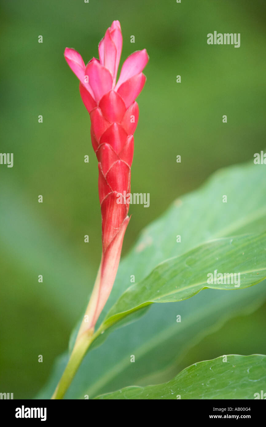 Red ginger. Langkawi island, Malaysia Stock Photo - Alamy
