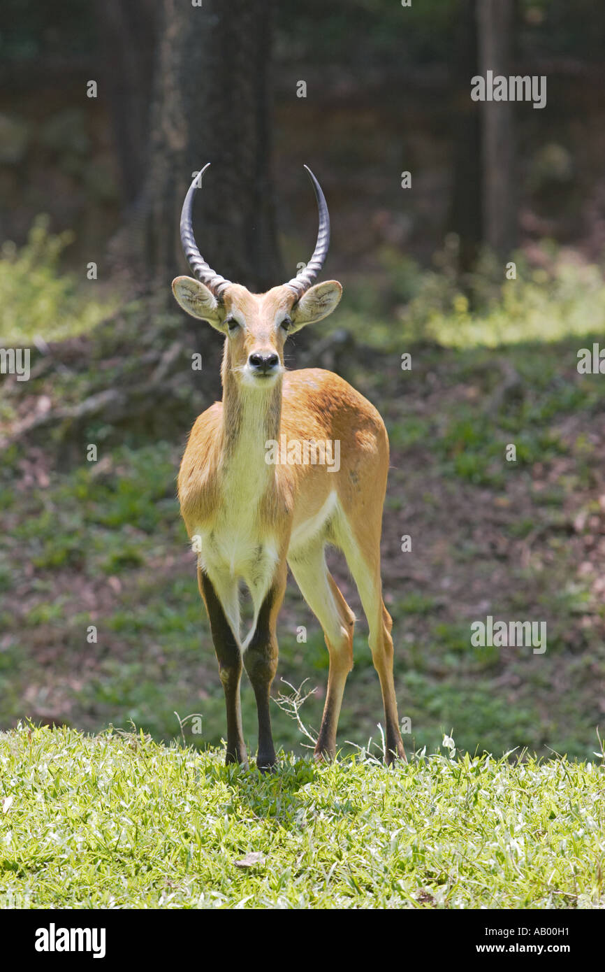 Lechwe portrait horns hi-res stock photography and images - Alamy