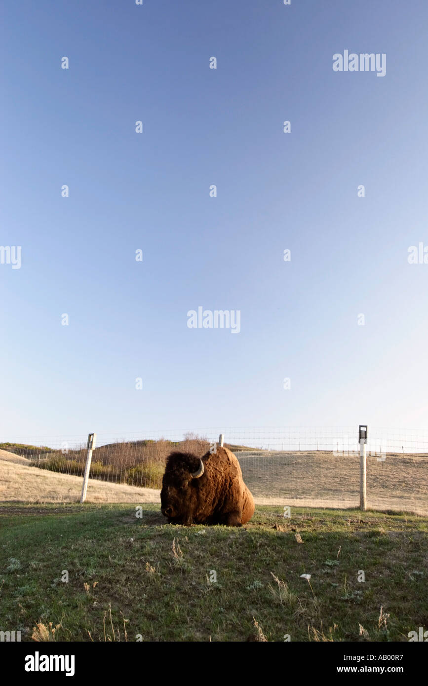 American Bison at Buffalo Pound Provincial Park in scenic Saskatchewan ...
