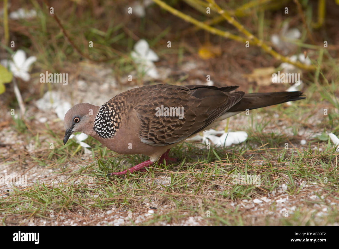 Spotted Dove, also known as the Spotted Turtle Dove. Langkawi island, Malaysia Stock Photo - Alamy