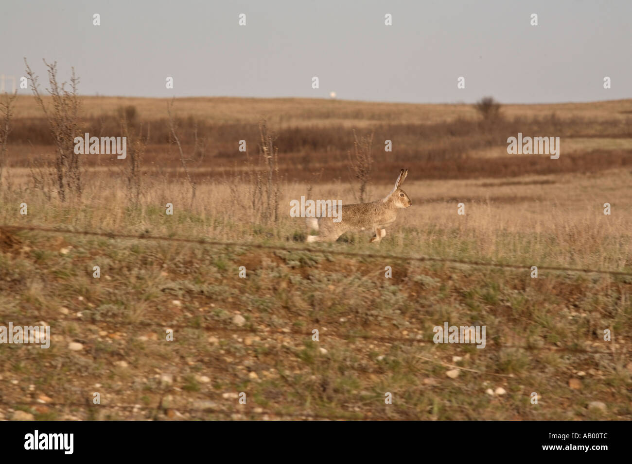 White tailed jackrabbits hi-res stock photography and images - Alamy