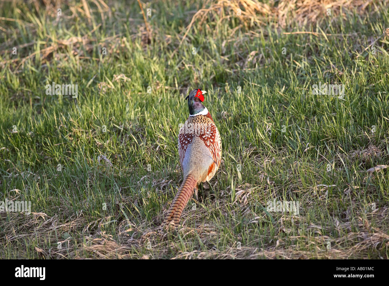 Ring-necked Pheasant at Buffalo Pound Provincial Park in scenic ...