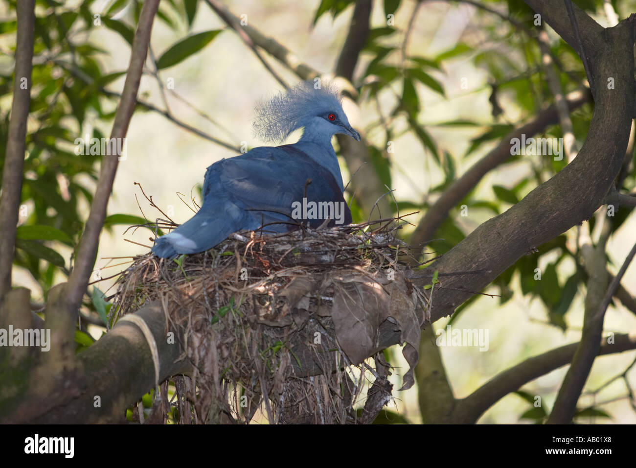 Western crowned pigeon nesting at Kuala Lumpur Bird Park, Malaysia ...