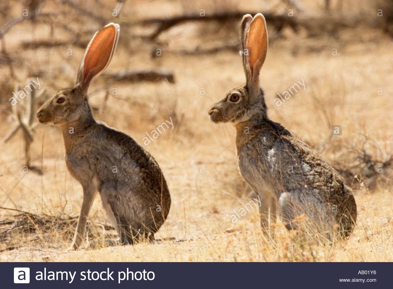 Antelope Jackrabbits High Resolution Stock Photography and Images - Alamy