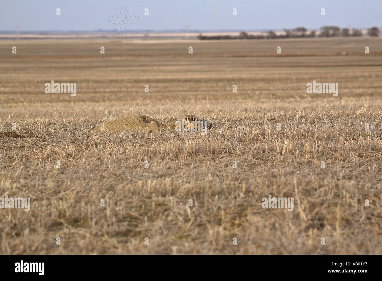 American badger hole hi-res stock photography and images - Alamy