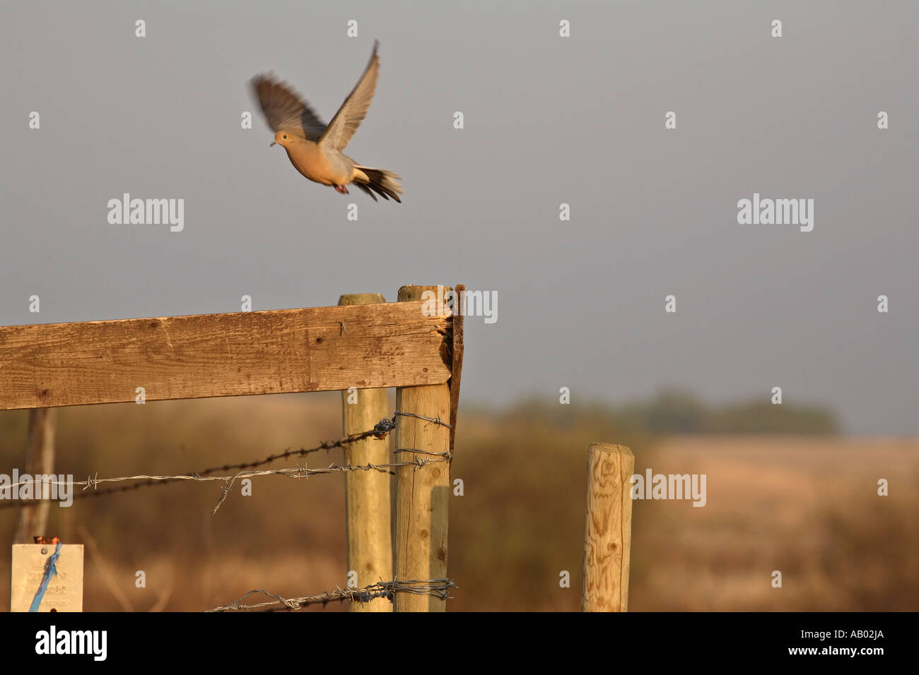 Mourning Dove taking flight in scenic Saskatchewan Canada Stock Photo ...