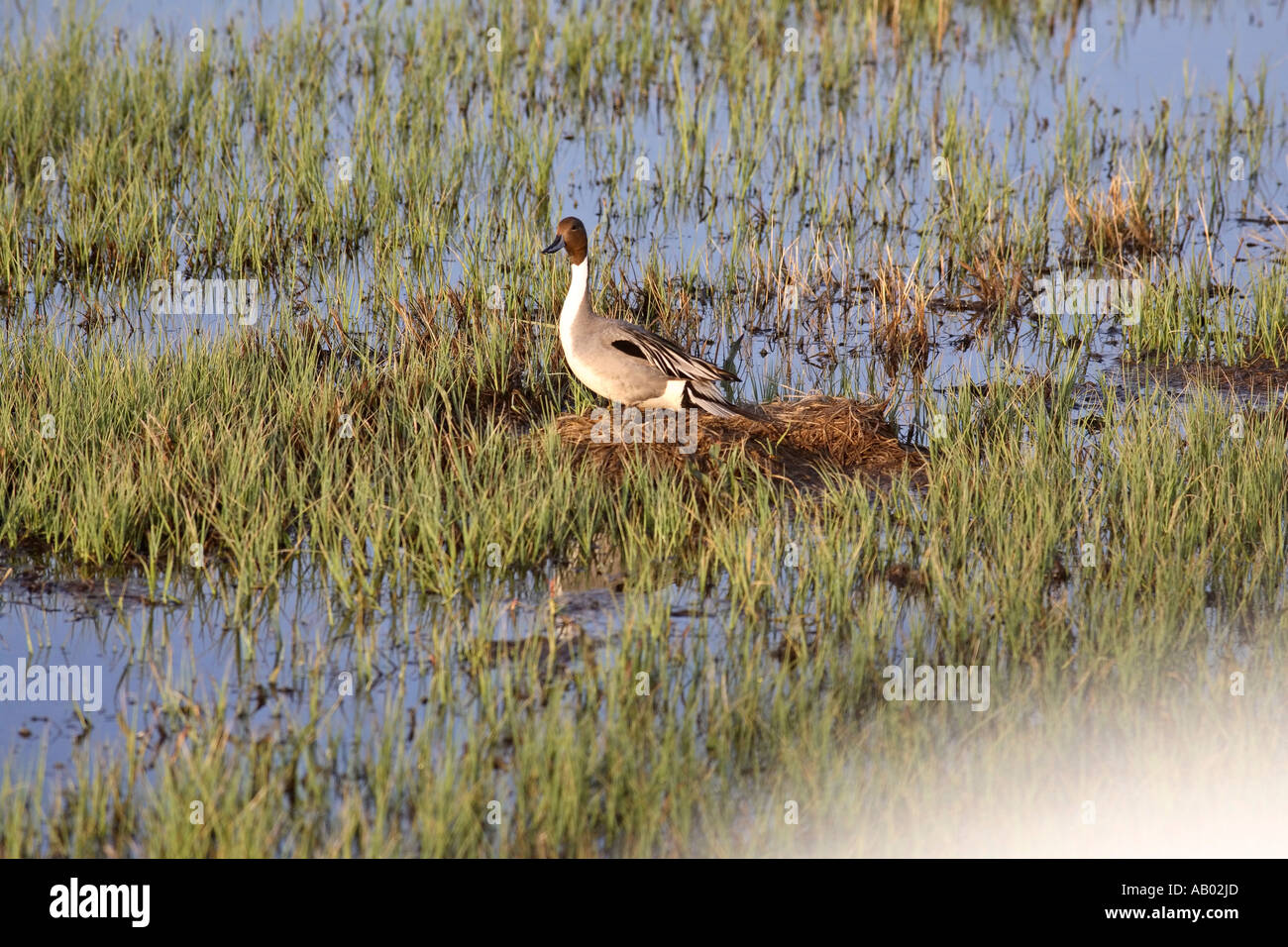Northern Pintail drake at nest in scenic Saskatchewan Canada Stock ...
