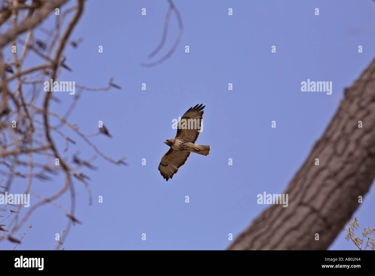 Red-tailed Hawk in flight in scenic Saskatchewan Canada Stock Photo - Alamy