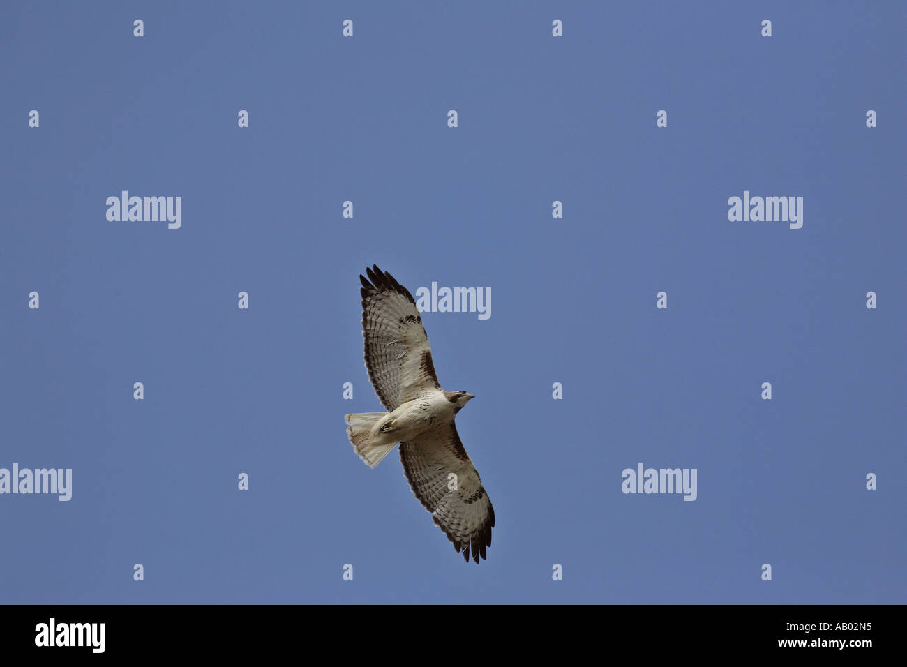 Red tailed hawk art hi-res stock photography and images - Alamy