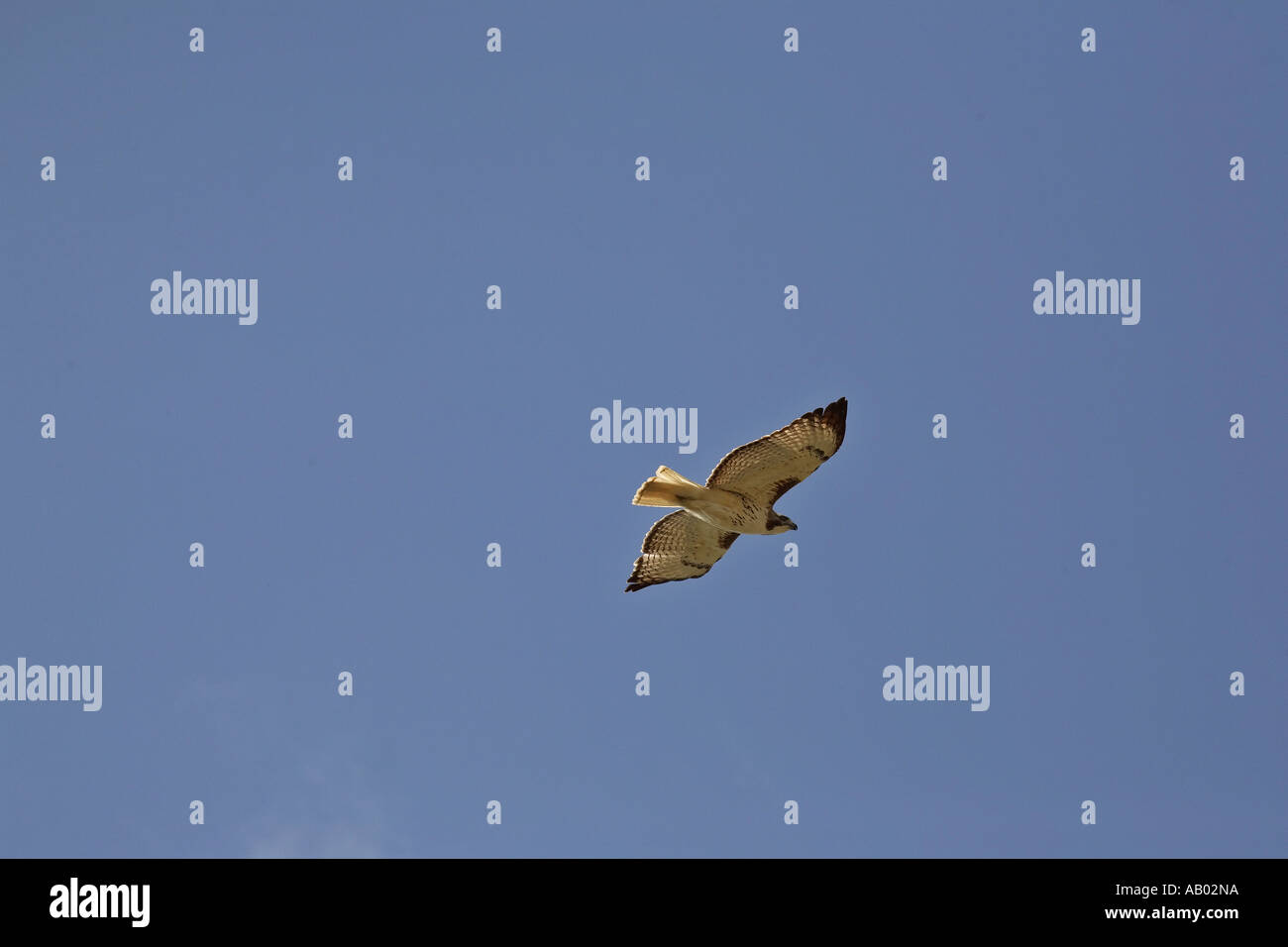 Red-tailed Hawk in flight in scenic Saskatchewan Canada Stock Photo - Alamy