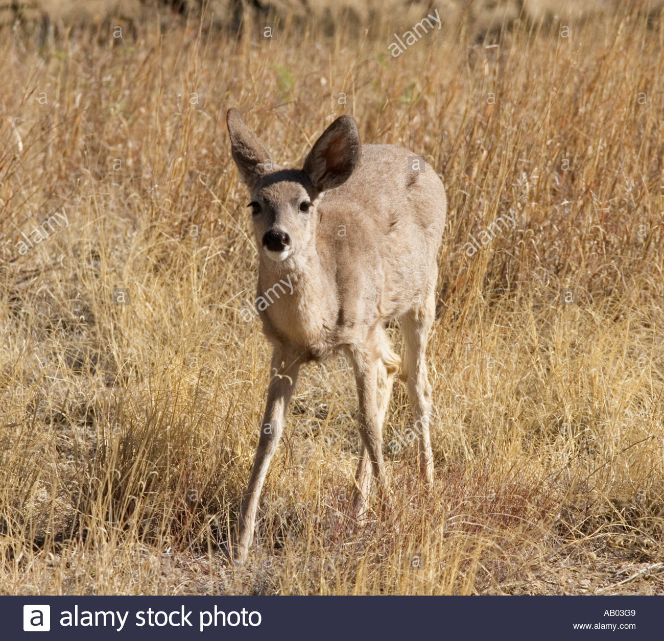 Arizona White Tailed Deer Arizona Whitetail Deer Arizona White Tailed ...